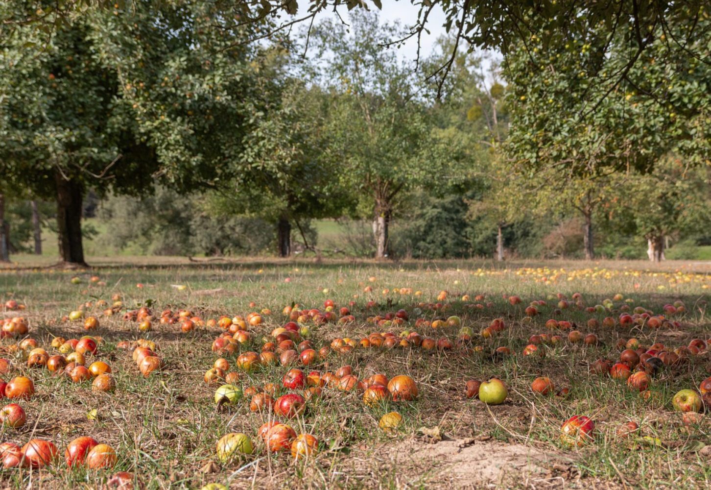 Дачники розповіли що зробити для підвищення врожайності яблуні та вишні Читайте на Ukr Net