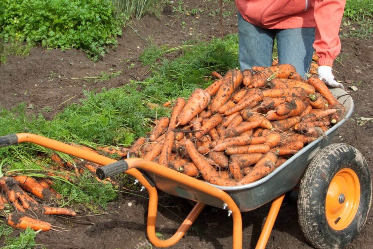 Дачники розсекретили як правильно поливати моркву щоб гарно вродила
