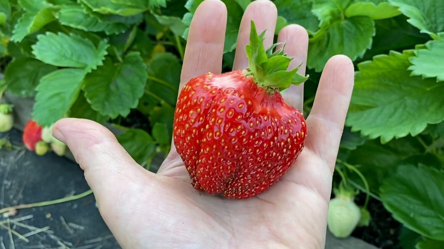 Фермери розповіли як розсіл впливає на врожайність полуниці Читайте на Ukr Net