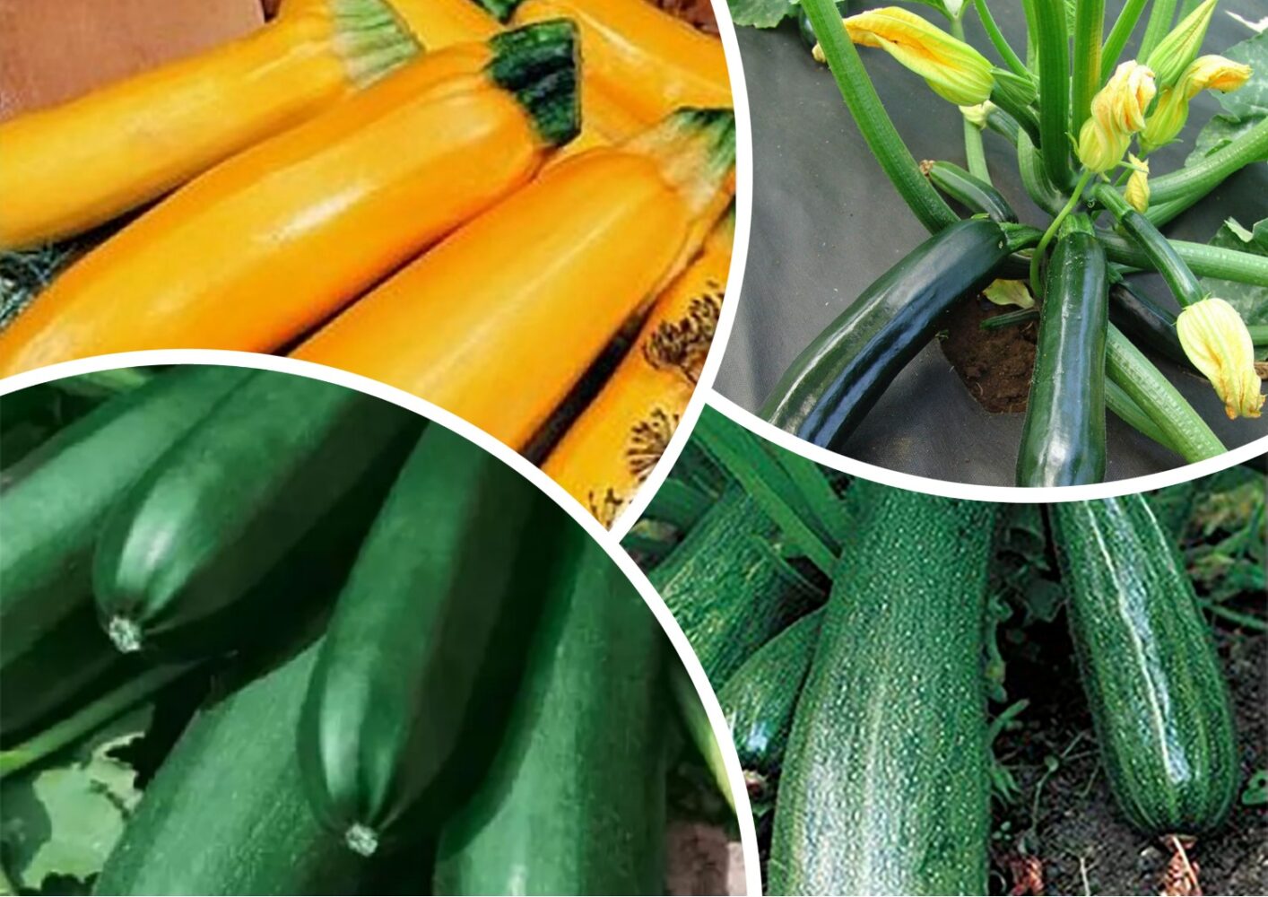 Городники назвали найврожайніші сорти кабачків Читайте на Ukr Net